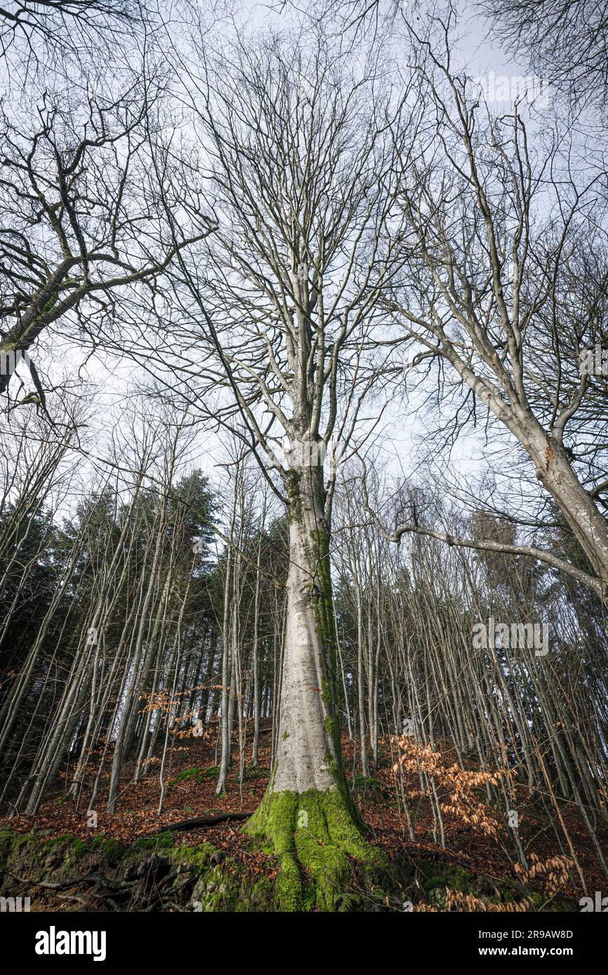 Tall tree in a forest in the fall with branches reaching for the sky ...