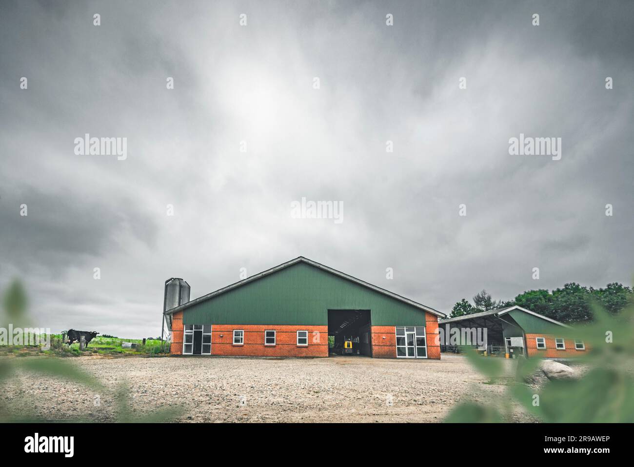 Red barn cow hi-res stock photography and images - Alamy