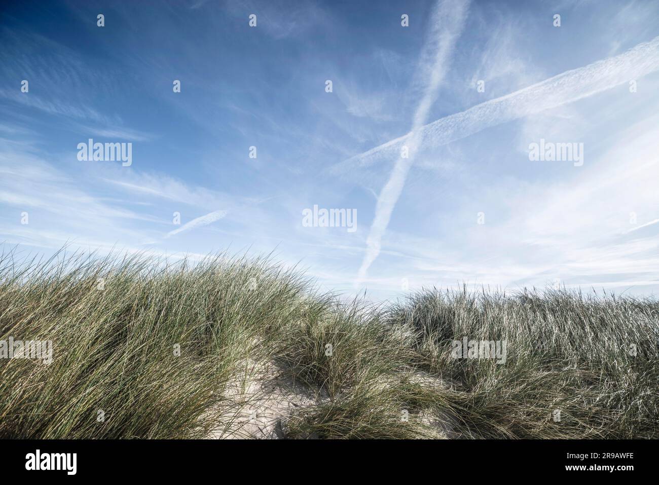 Lyme grass on a sand dune in the summer on a Scandinavian beach under a ...
