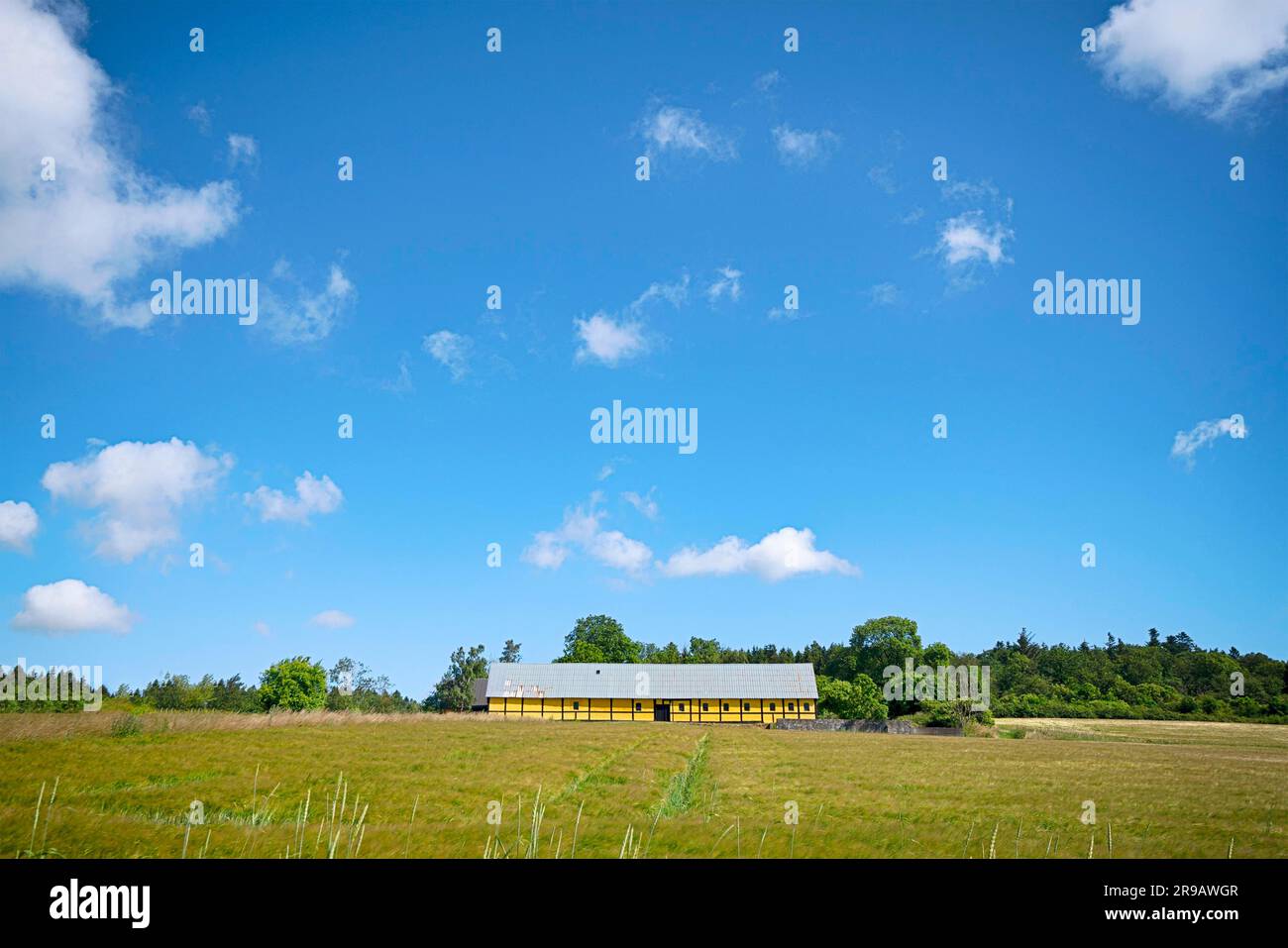 Farm in yellow colors on a green field with wheat crops in the summer ...