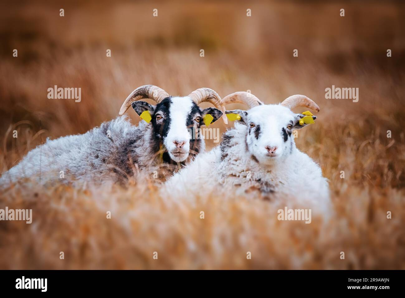 Cute goat couple relaxing in the tall grass on a rural meadow in the ...