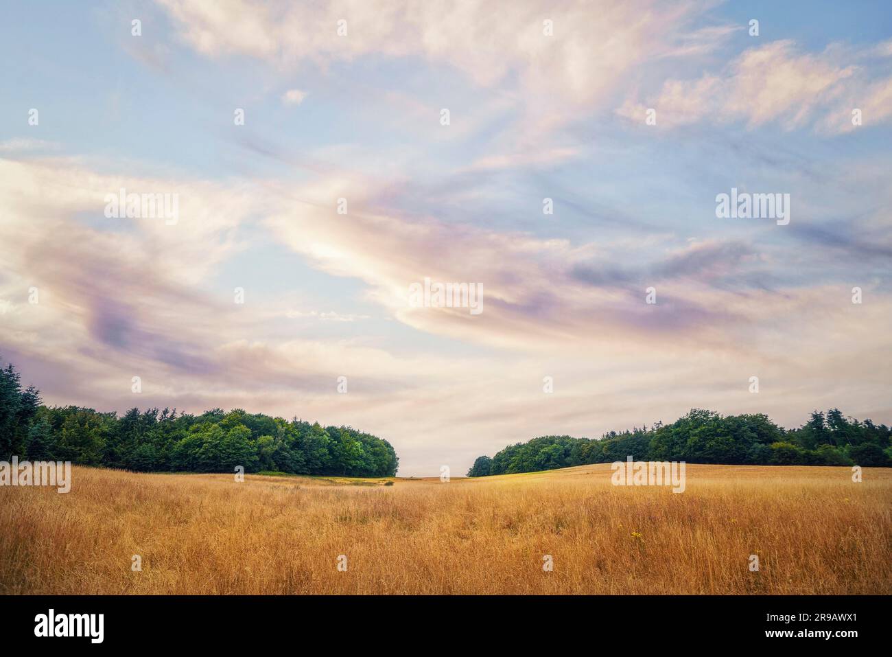 Summer landscape with golden grain crops and green trees in the ...