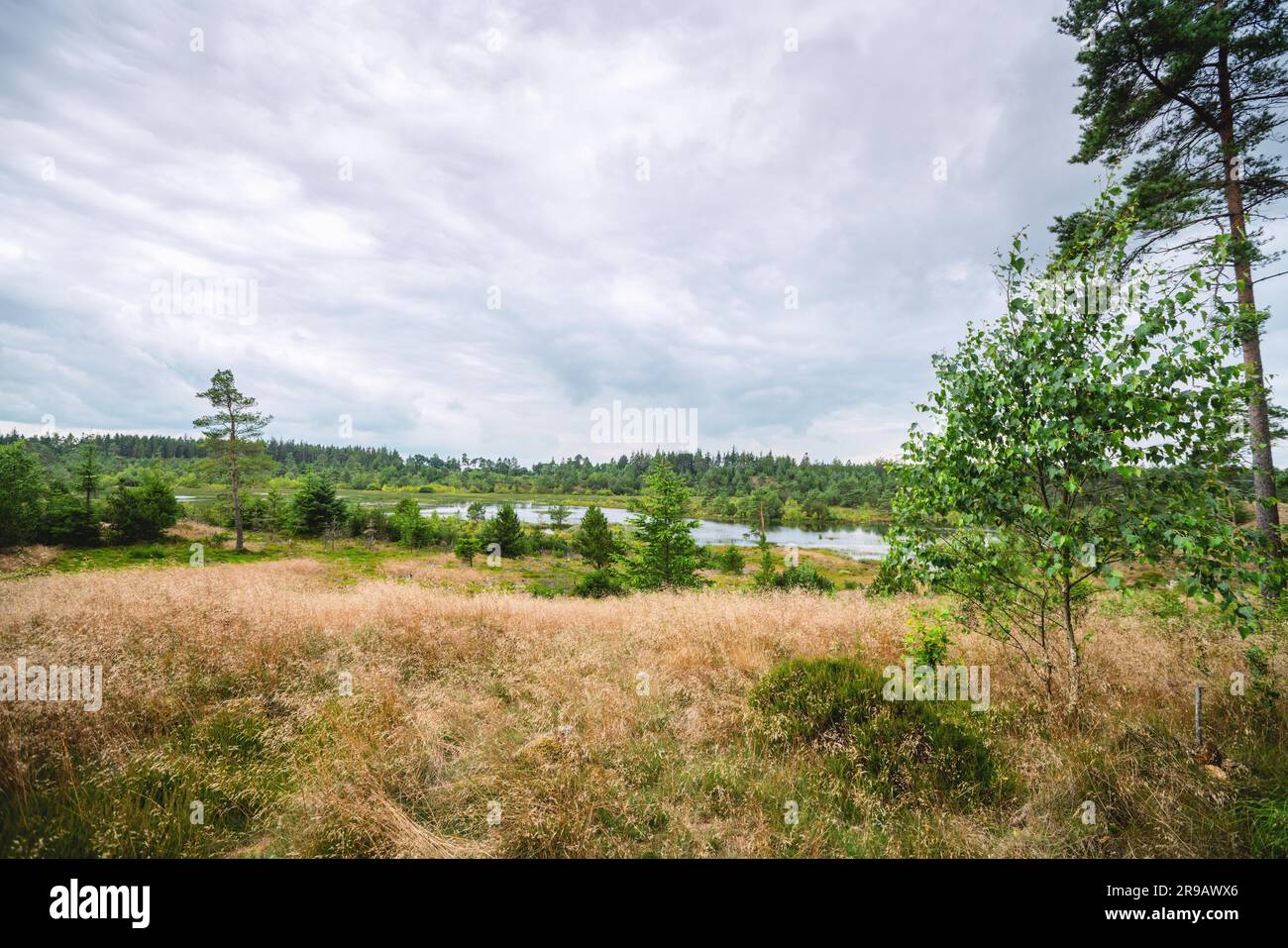 Landscape with a meadow on top of a wetland with wilderness and green ...