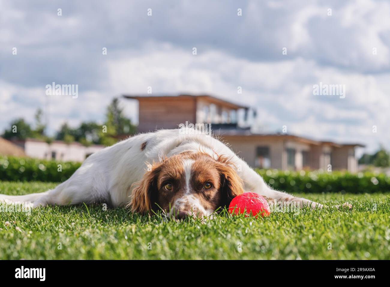 Cute puppy relaxing on a green lawn with a red ball in the spring Stock ...