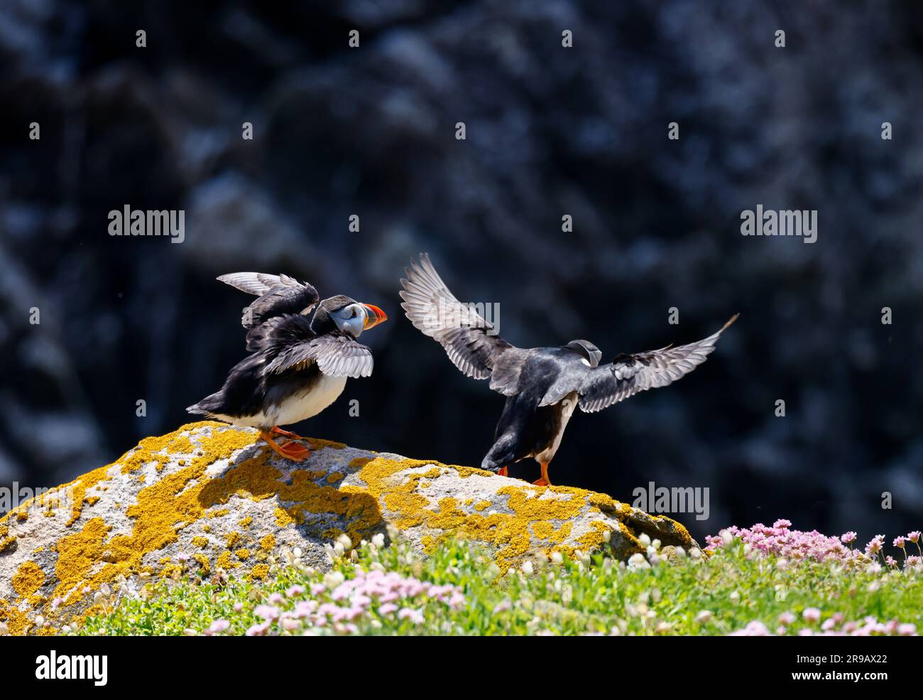 Atlantic Puffins "Fratercula arctica" jumping from cliff ledge to fly ...