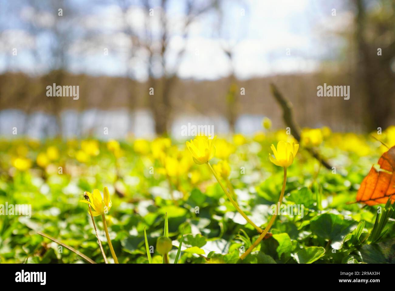 Yellow eranthis blooming in the sun on a bright day in the spring Stock ...