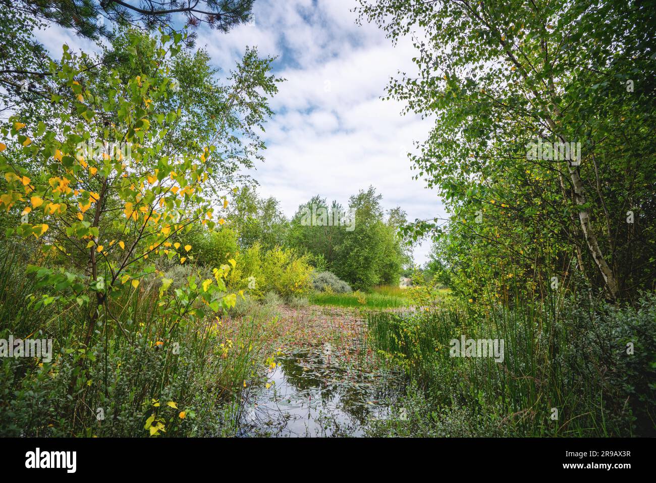 Birch swamp hi-res stock photography and images - Alamy