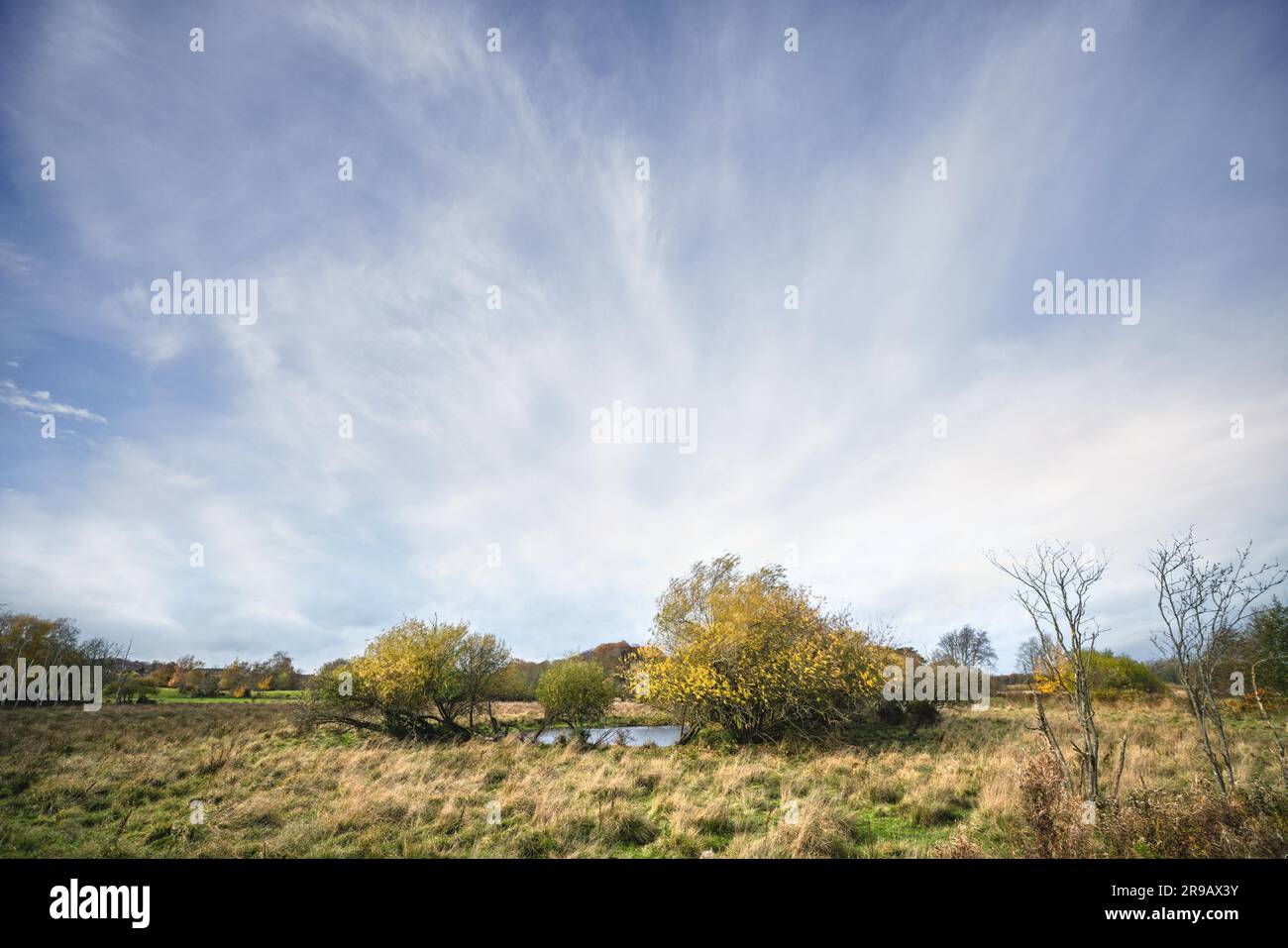 Rural wilderness landscape with colorful trees and flora under a soft ...