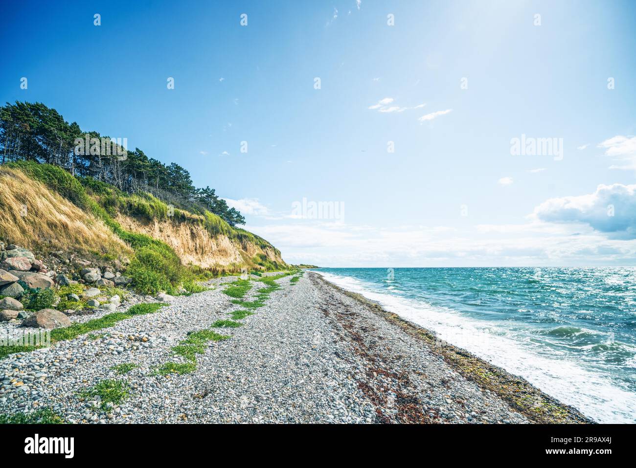 Seashore with a pebble beach beneath a cliff with pine trees across the ...