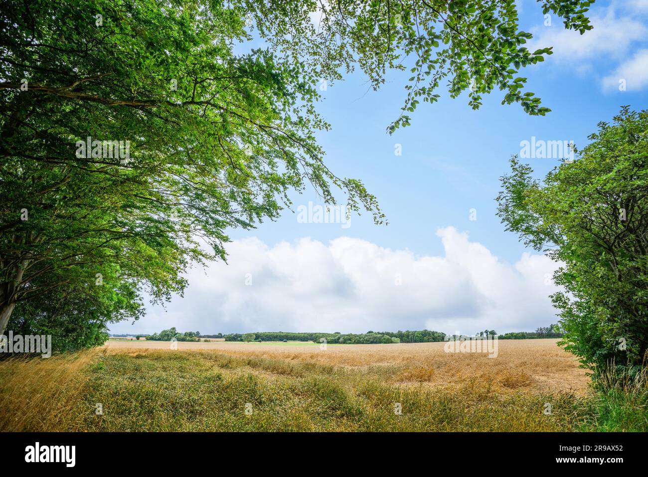 Rural landscape with fresh straw fields in the summer under green trees ...