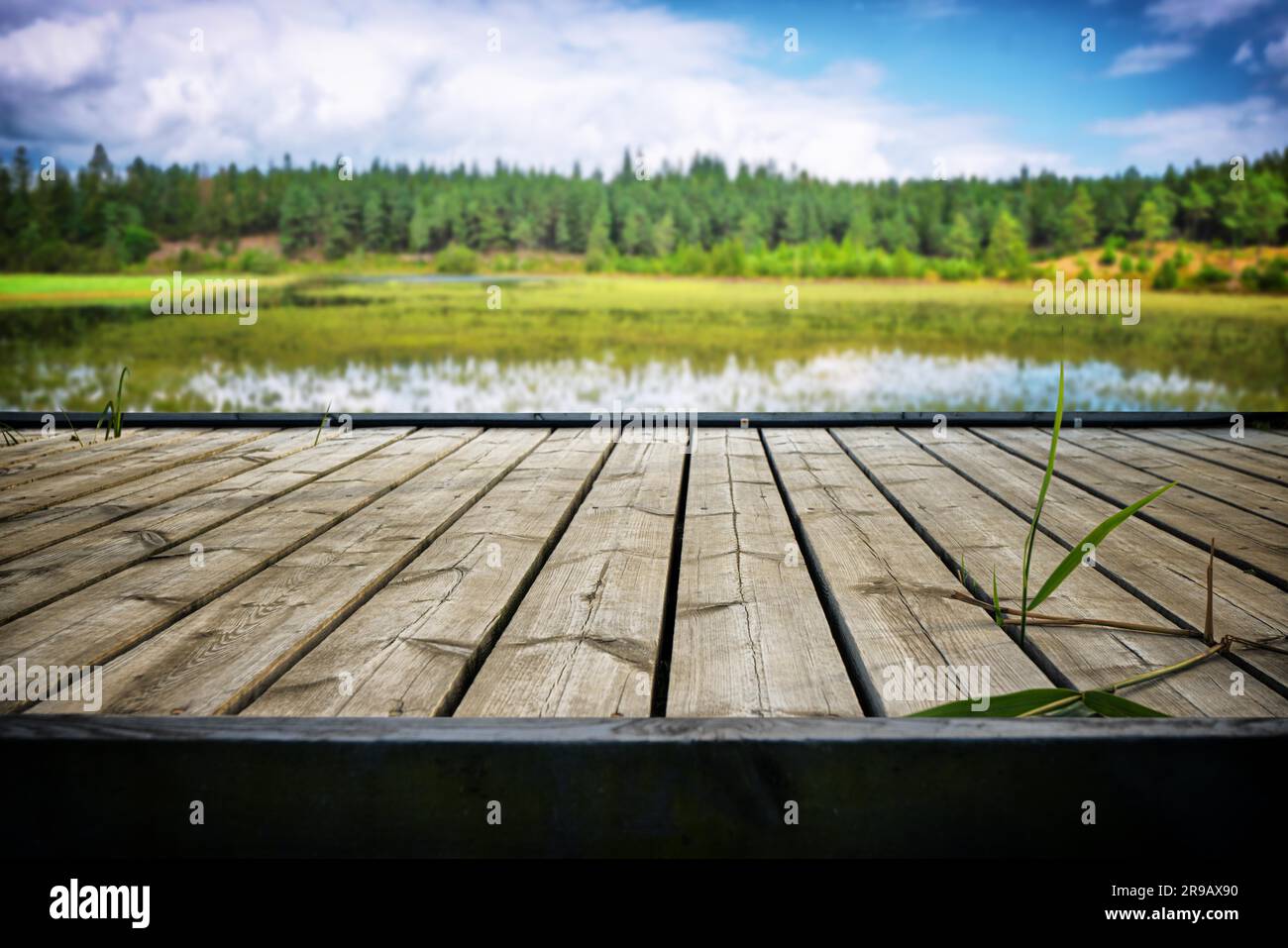 Wooden pier with planks at an idyllic lake in the summer with reeds ...