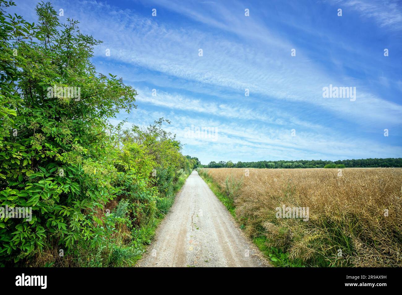 Countryside trail with green bush and fields covering the beautiful ...
