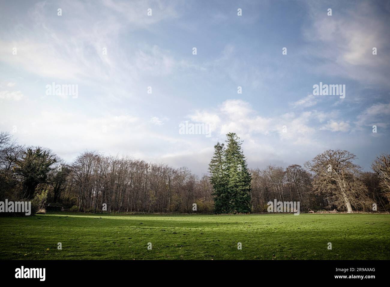 Faded green trees hi-res stock photography and images - Alamy