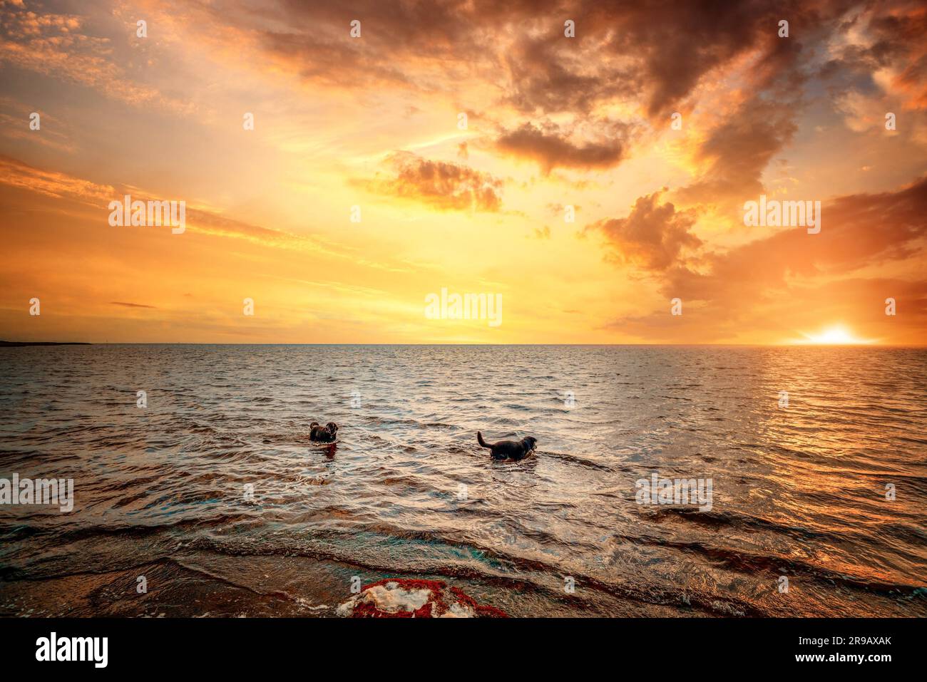 Summer evening with dogs hi-res stock photography and images - Alamy