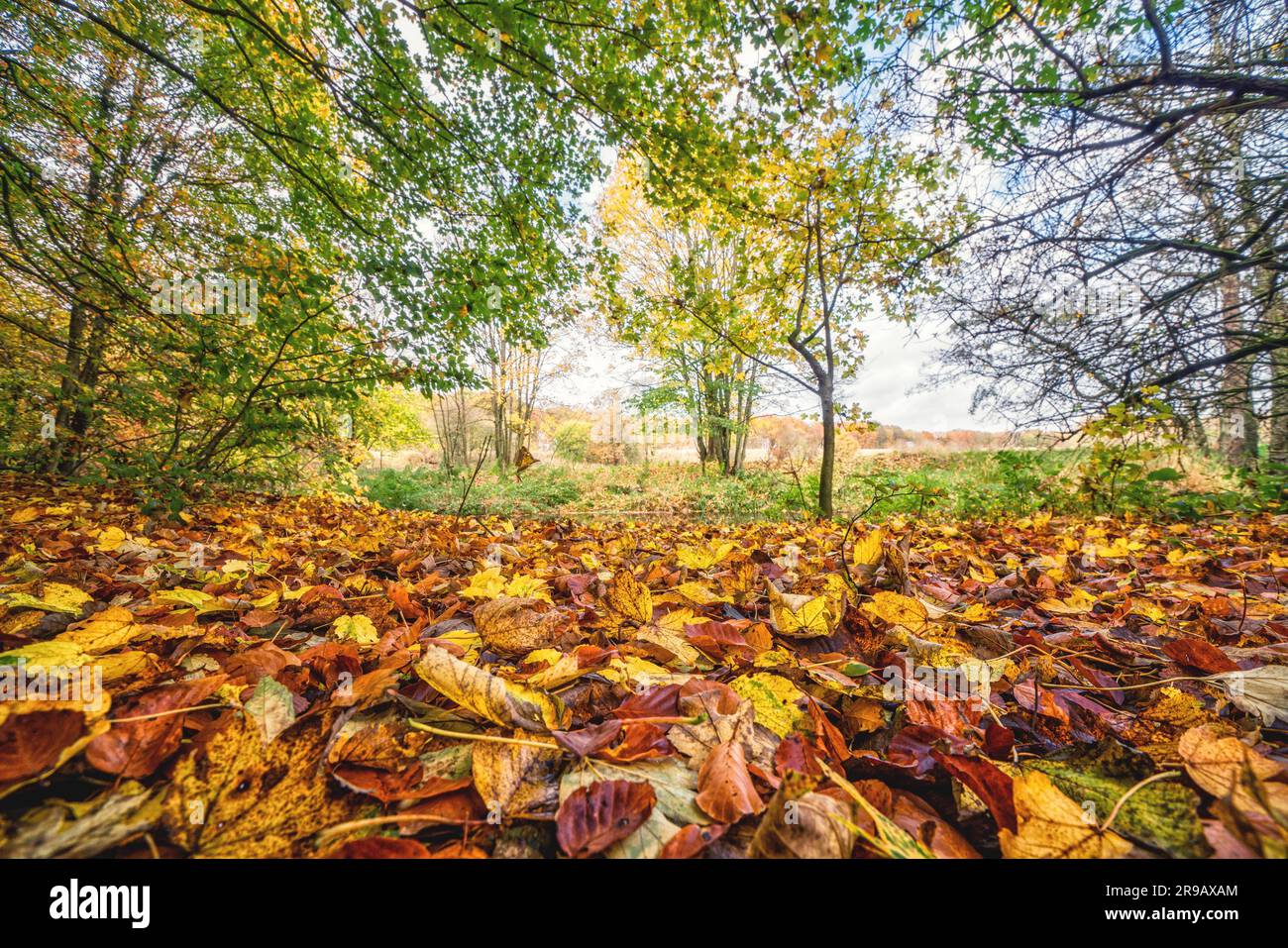 Colorful autumn leaves on the ground in the fall on a bright day in ...
