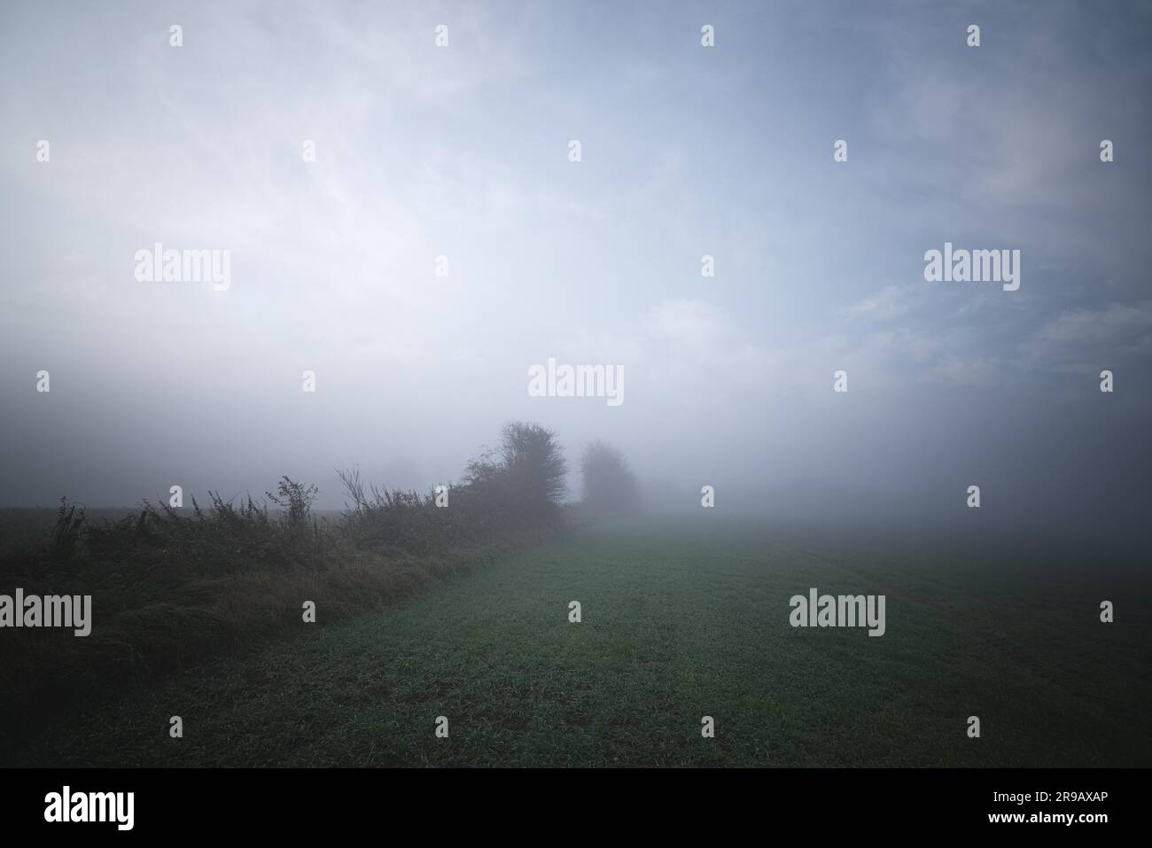 Morning mist on a rural field with agricltural crops with tree ...