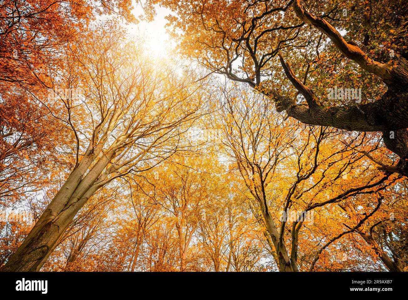 Colorful treetops in the fall with yellow and golden autumn leaves ...