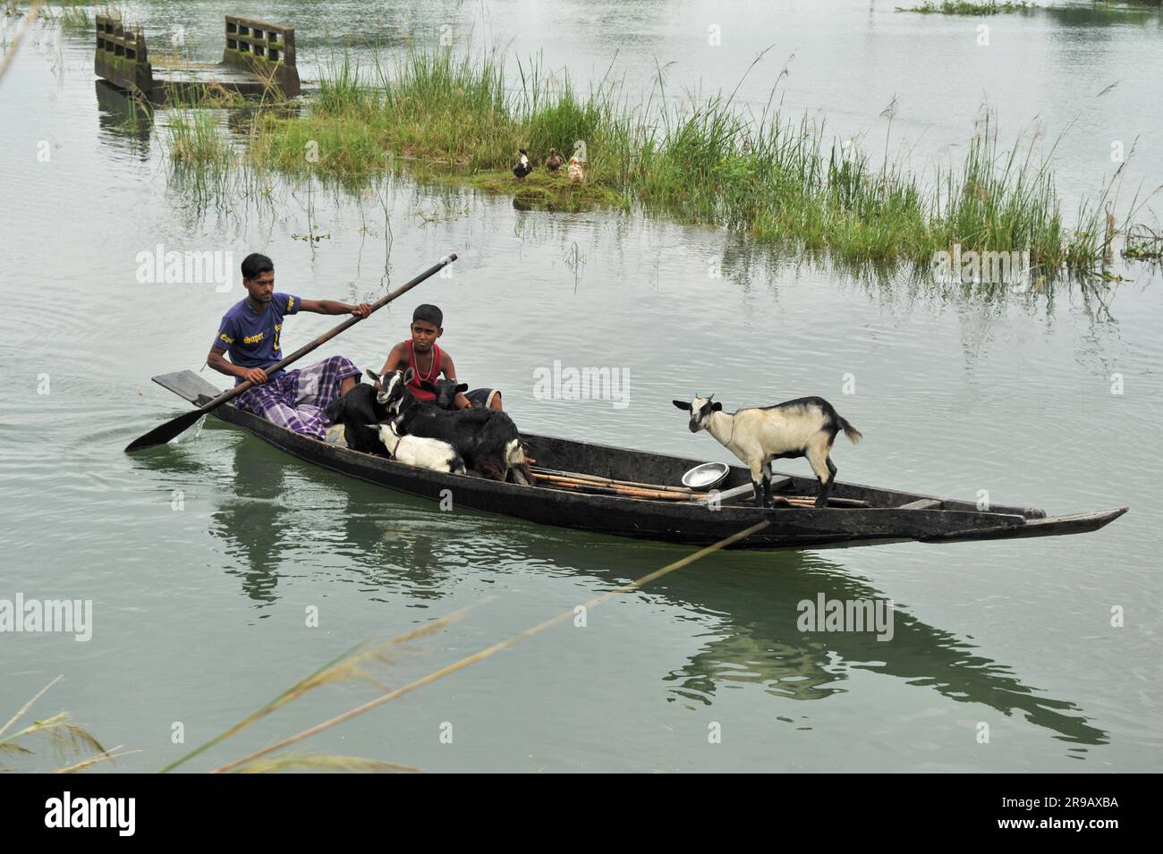 Goats on a boat hi-res stock photography and images - Alamy
