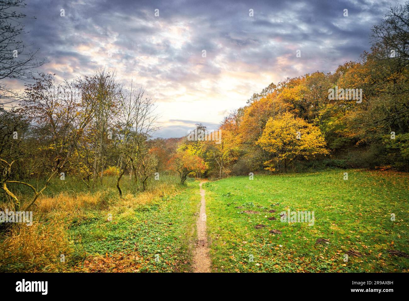 Autumn landscape with a nature trail going to the forest in beautiful ...
