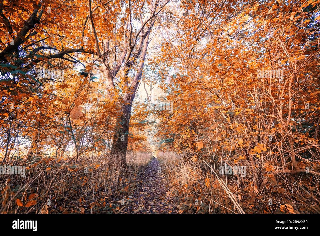 November color hi-res stock photography and images - Alamy