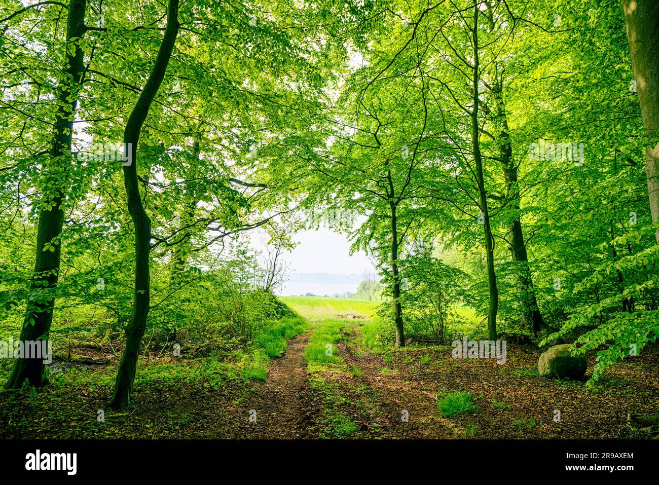 Green beech forest in the spring with a nature trail leading to a ...