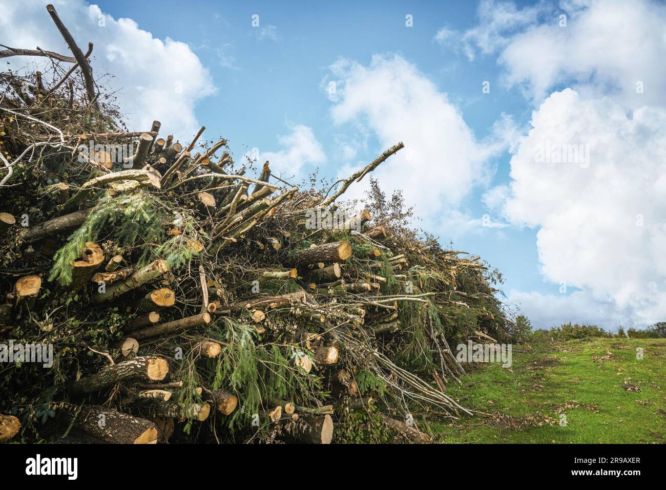 Layered tree branches hi-res stock photography and images - Alamy