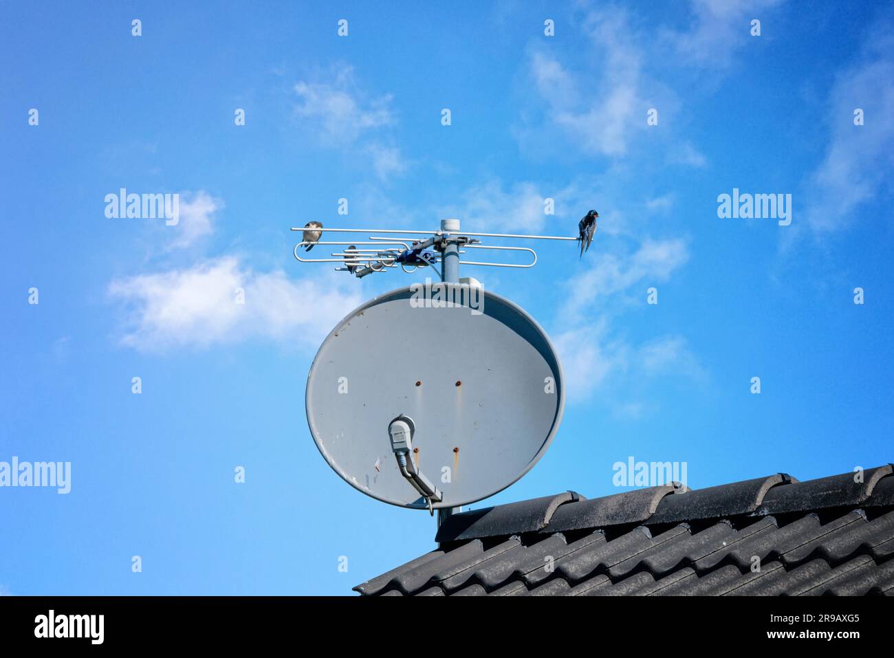 Birds on a satellite dish on a rooftop in the summer with a blue sky ...