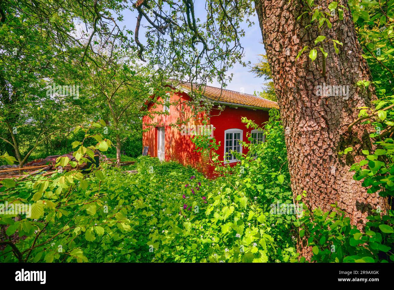 Red summer hut in a green garden with large vegetation in the summer ...