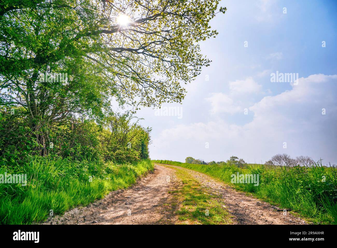 Summer landscape with a dirt road going through a rural countryside ...