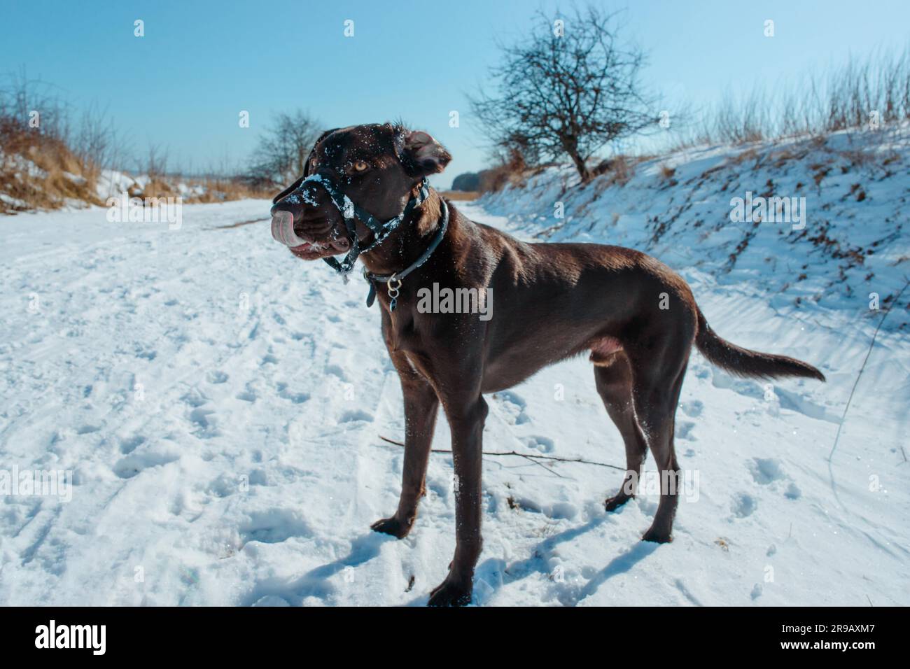 Dog in nature landscape hi-res stock photography and images - Alamy