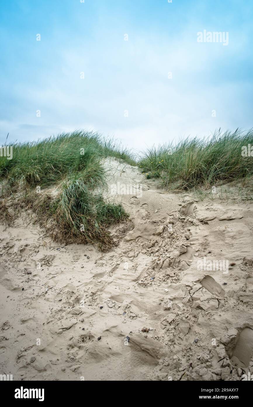 Dune hill covered with sand and reed Stock Photo - Alamy