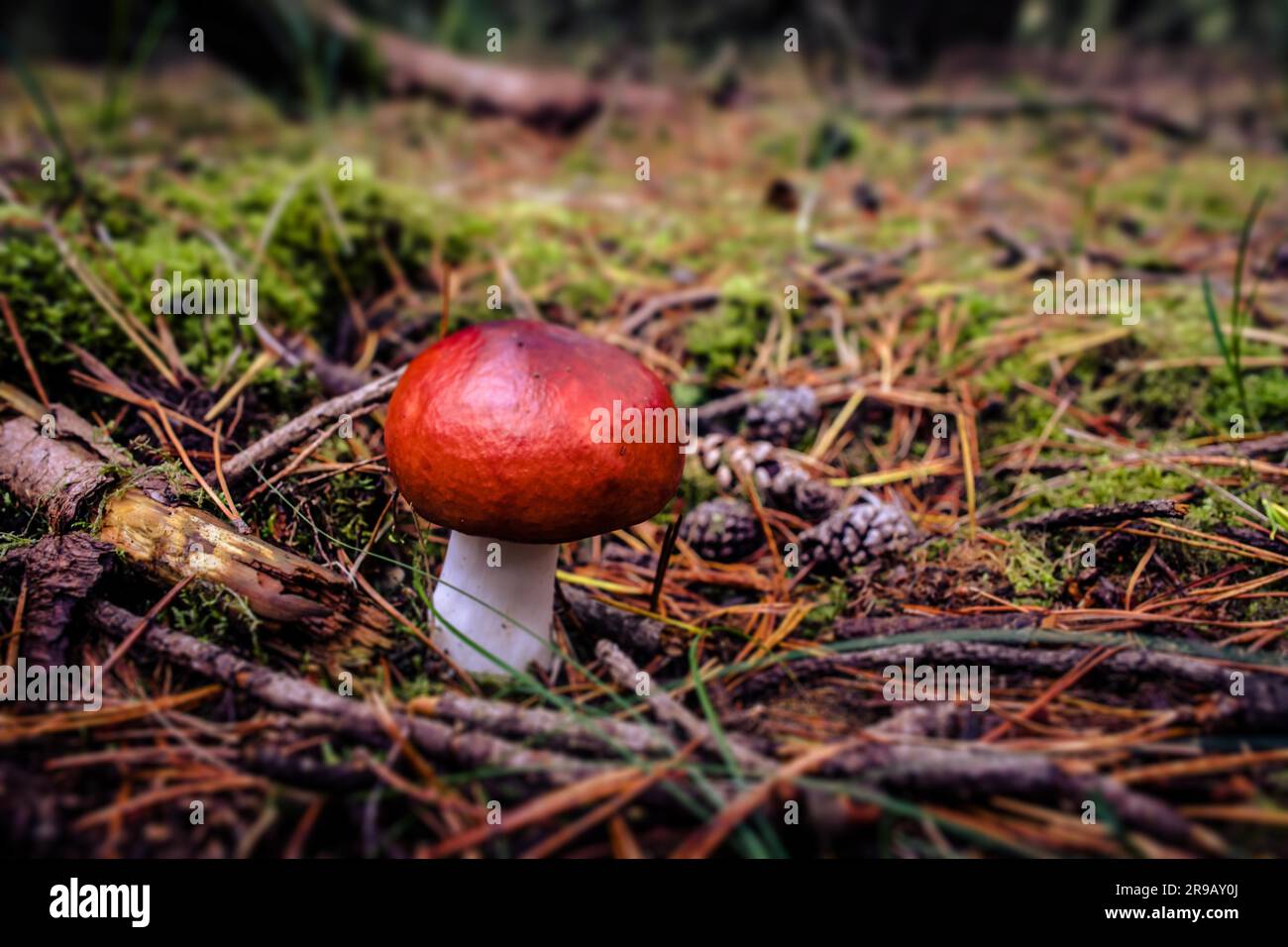 Red fungus hi-res stock photography and images - Alamy