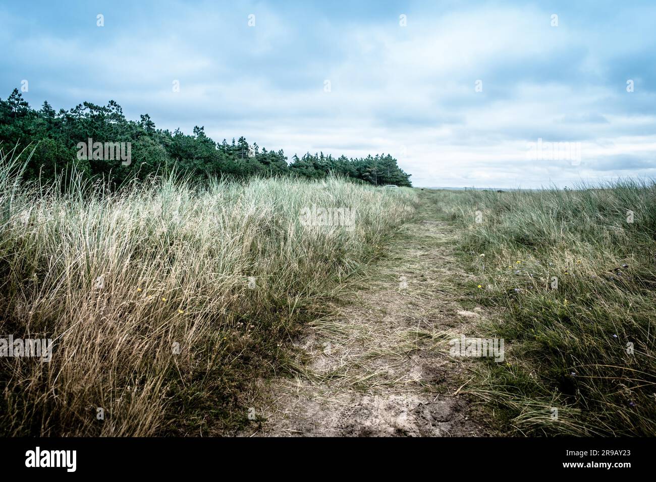 Nature path surrounded by grass and bush Stock Photo - Alamy