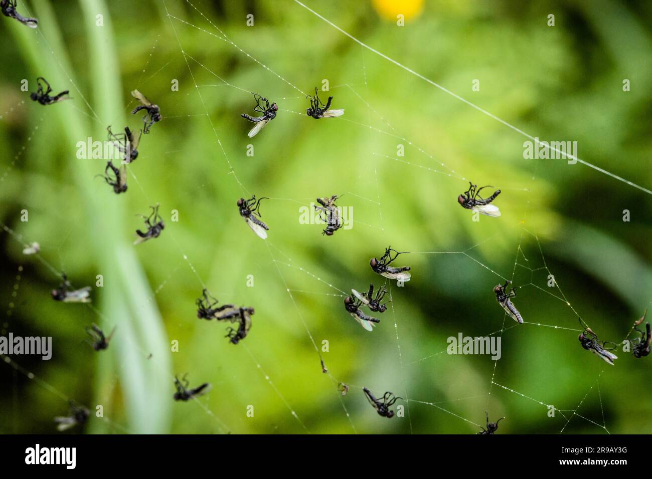 Many flies captured in a spiderweb Stock Photo - Alamy