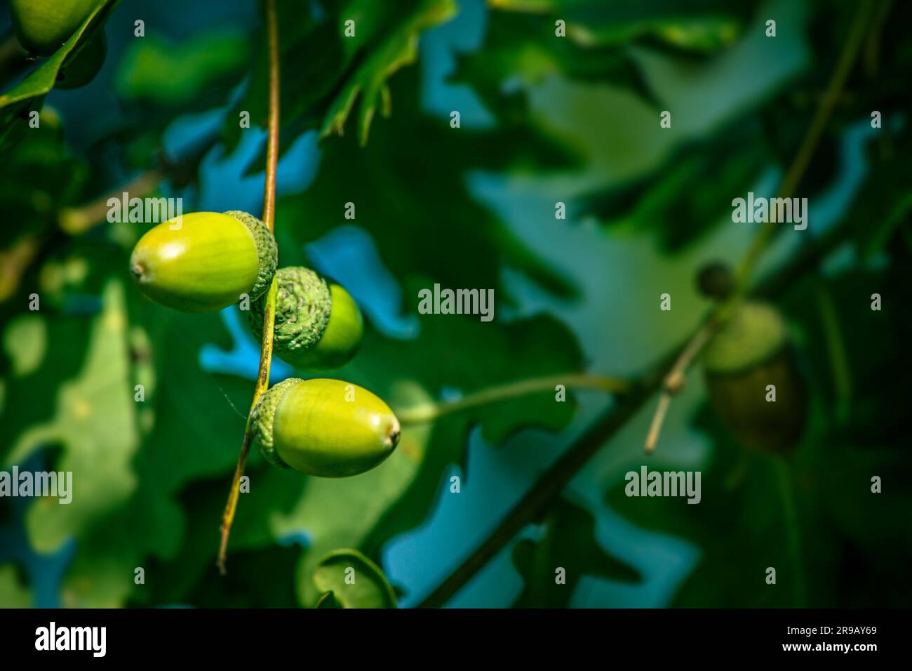Green acorn hanging from tree hi-res stock photography and images - Alamy