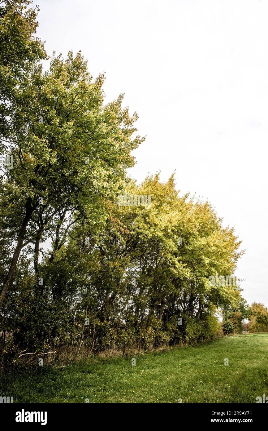 Row autumn trees on hi-res stock photography and images - Alamy