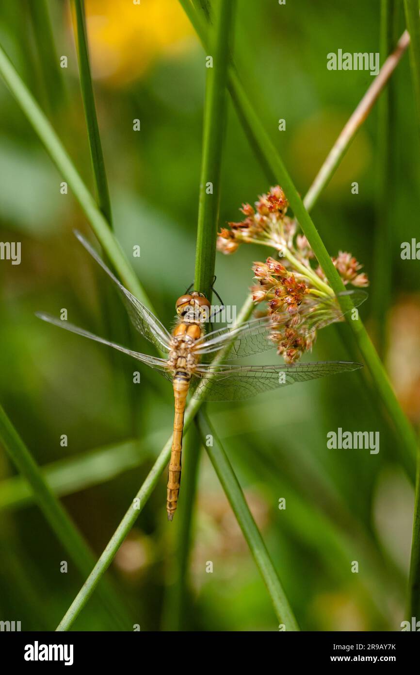 Yellow damselfly sitting on a green leaf Stock Photo - Alamy