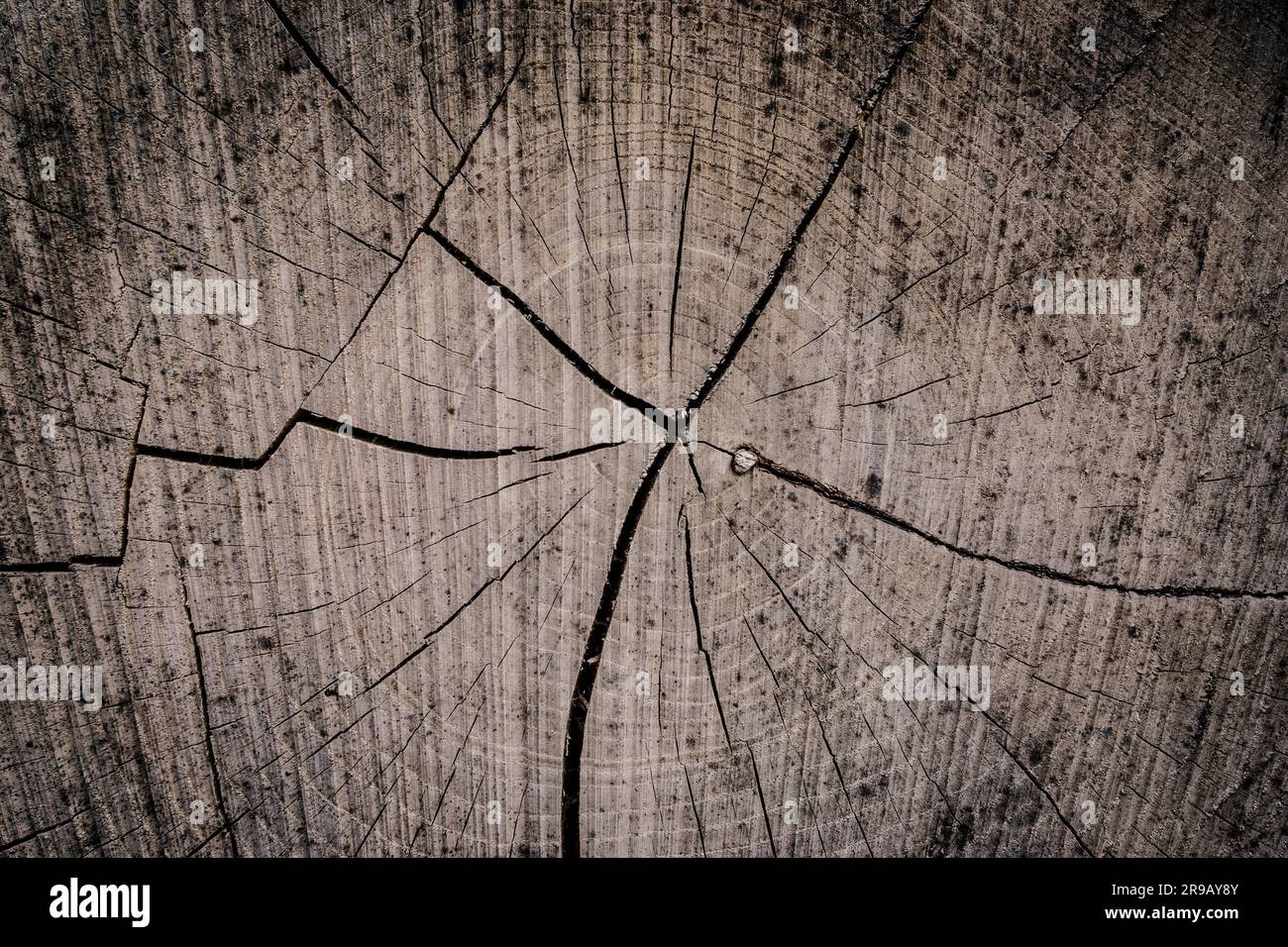 Tree trunk pattern hi-res stock photography and images - Alamy