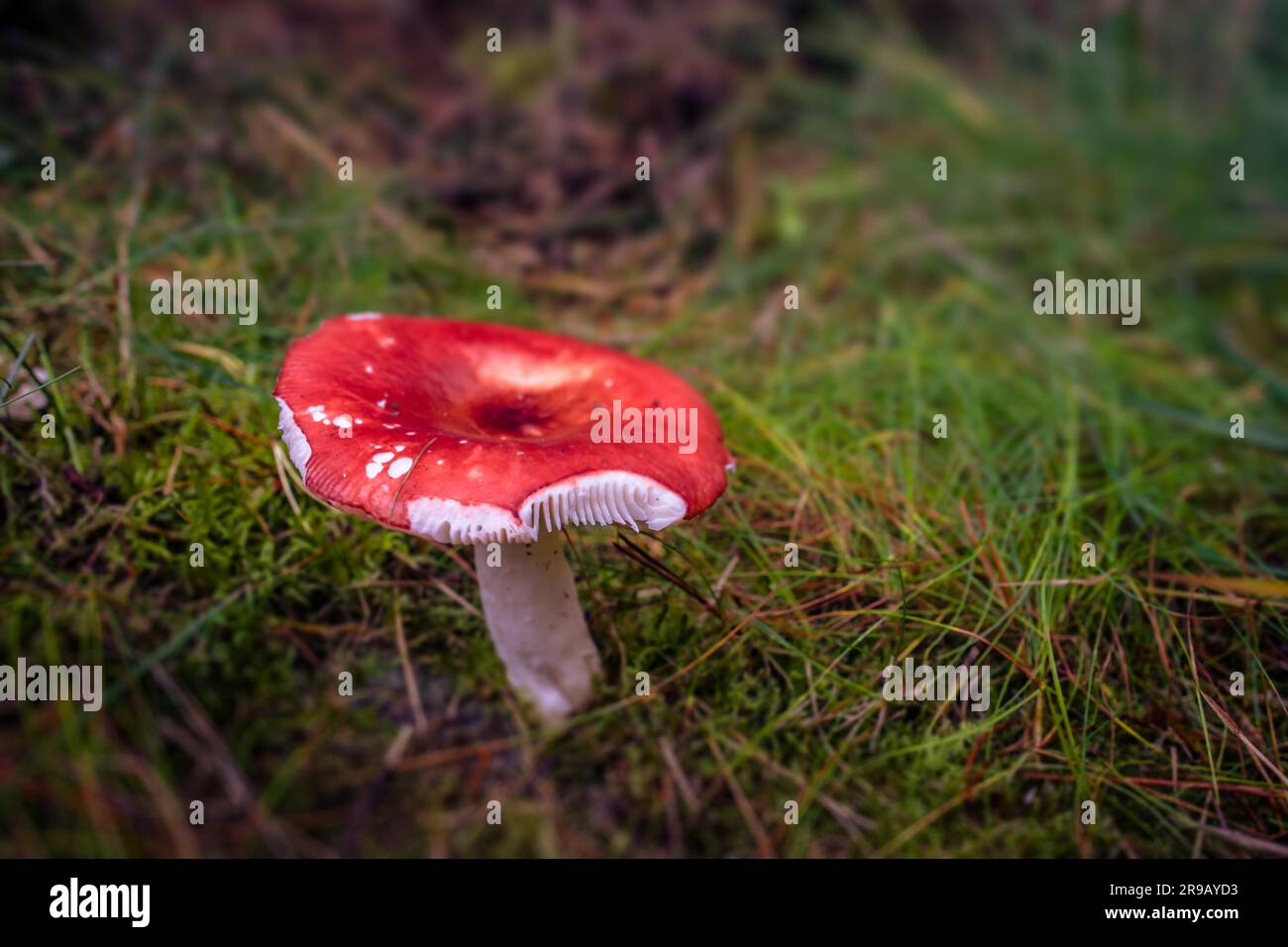Red fungus hi-res stock photography and images - Alamy