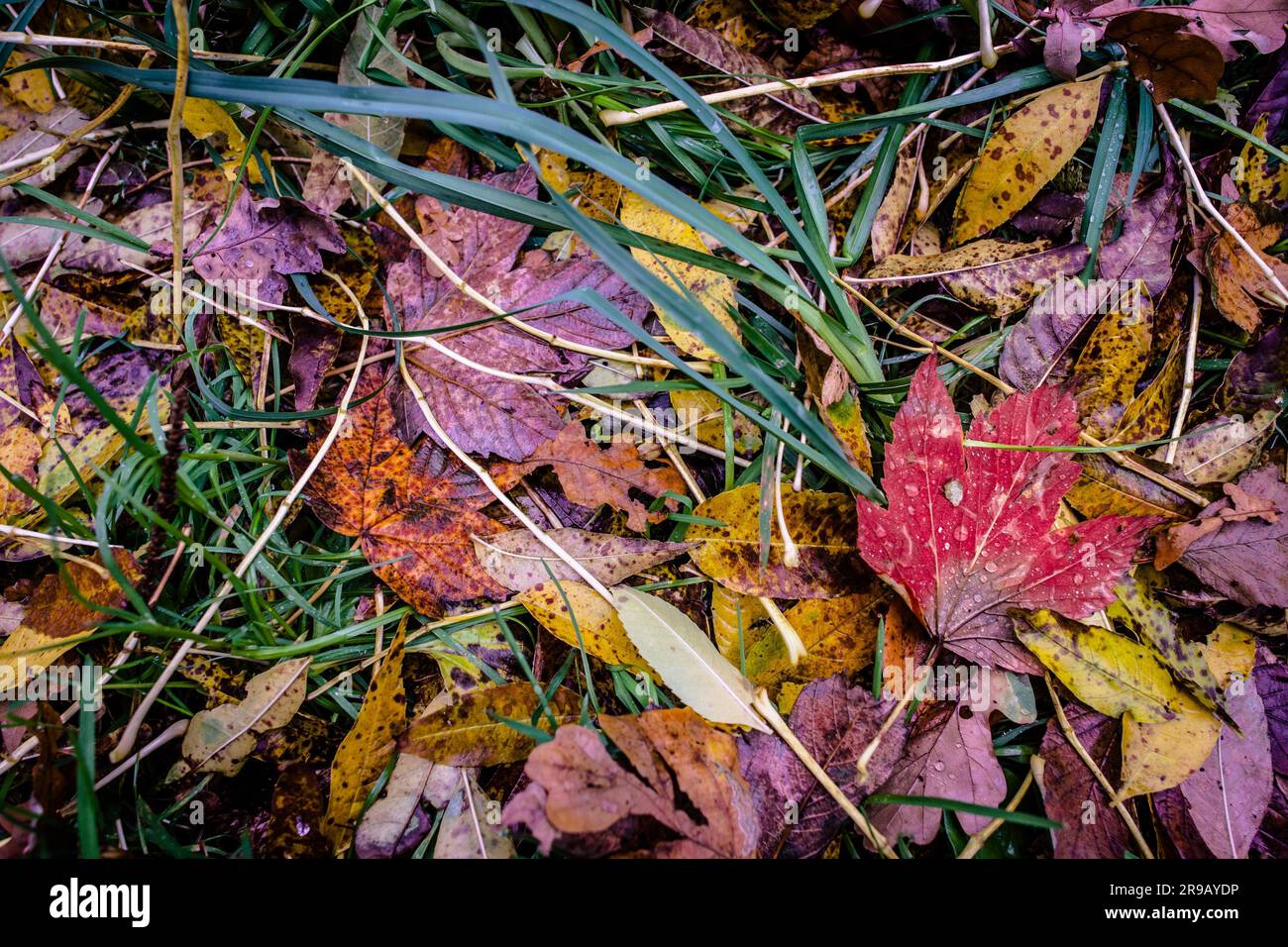 Fallen leaf in grass hi-res stock photography and images - Alamy
