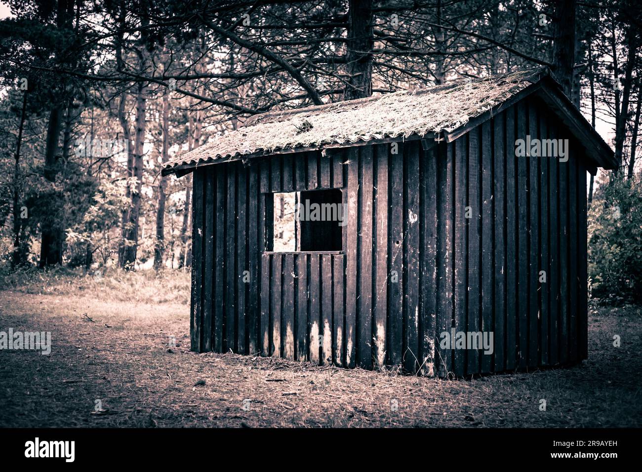 Spooky cabin in a dark and mysterious forest Stock Photo - Alamy