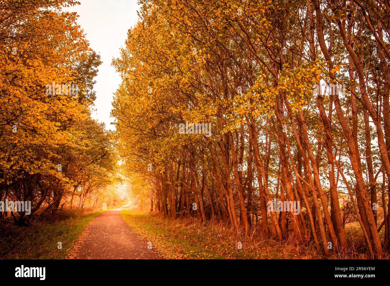 Beautiful autumn landscape in warm colors Stock Photo - Alamy