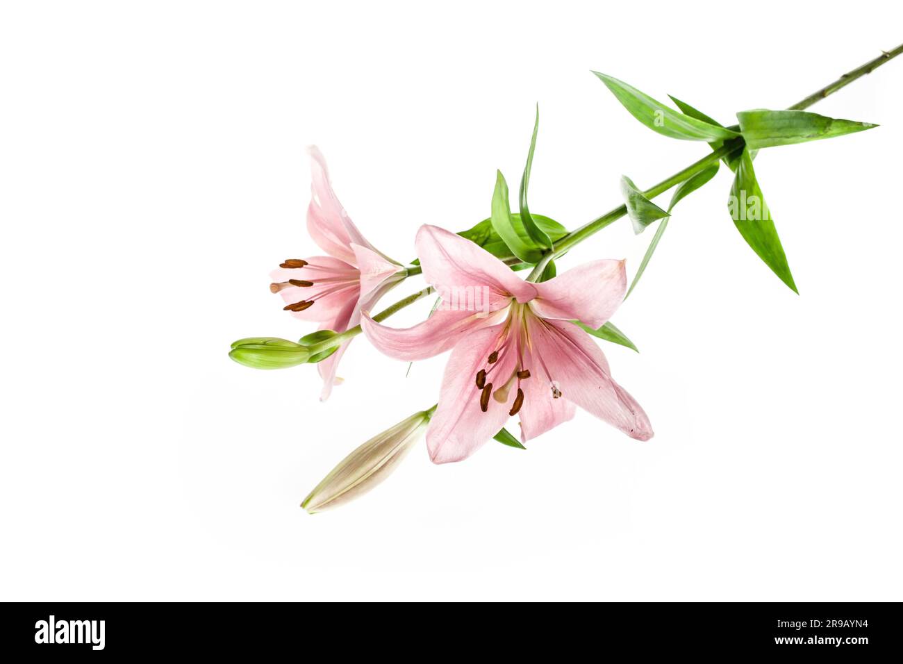 Beautiful fresh lily flower isolated on white Stock Photo - Alamy