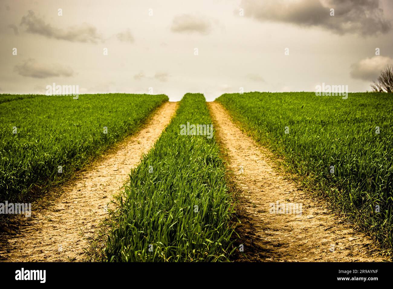 Nature path surrounded by trees and bush Stock Photo - Alamy