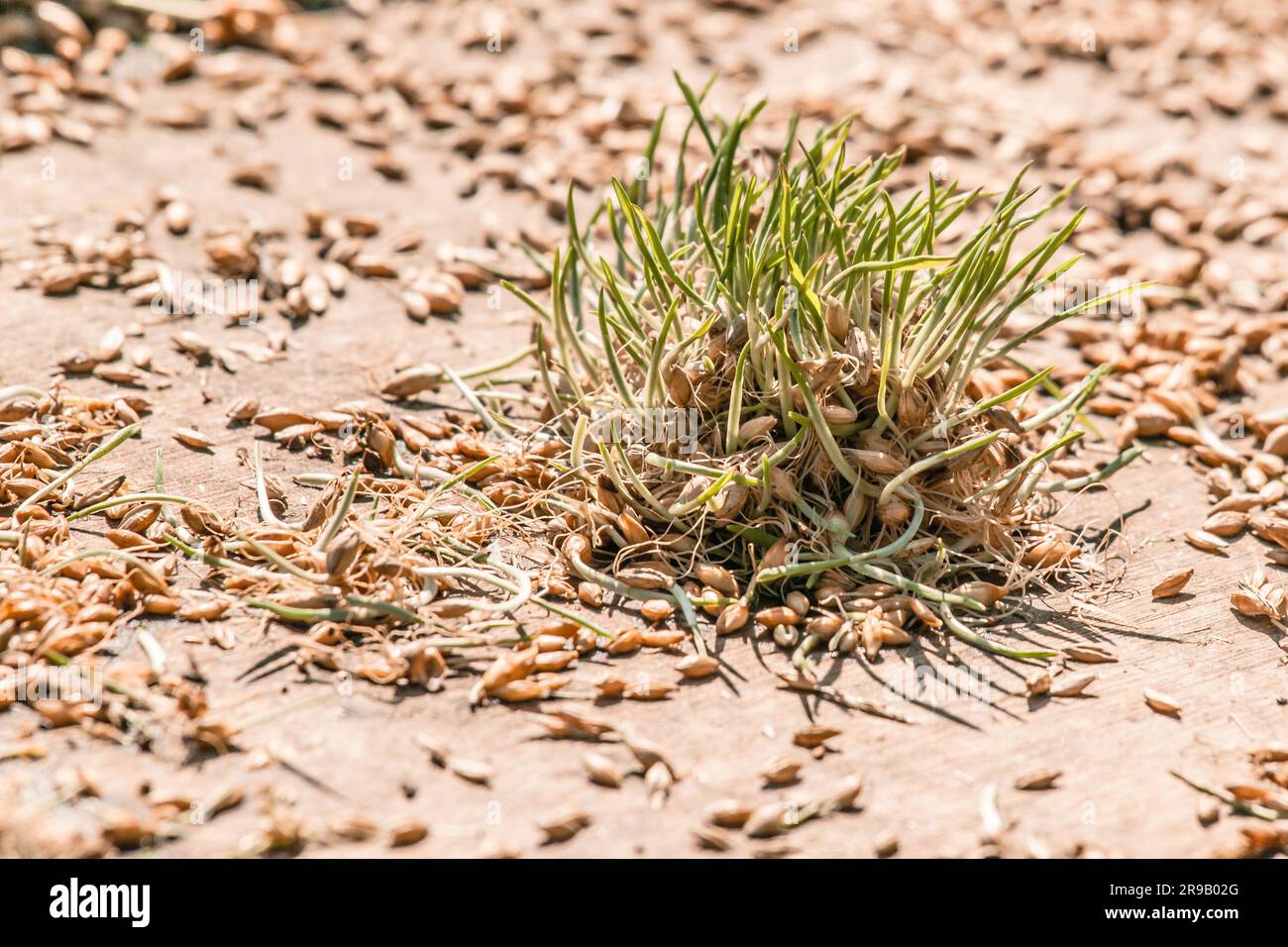 High resolution photo in best quality Stock Photo - Alamy