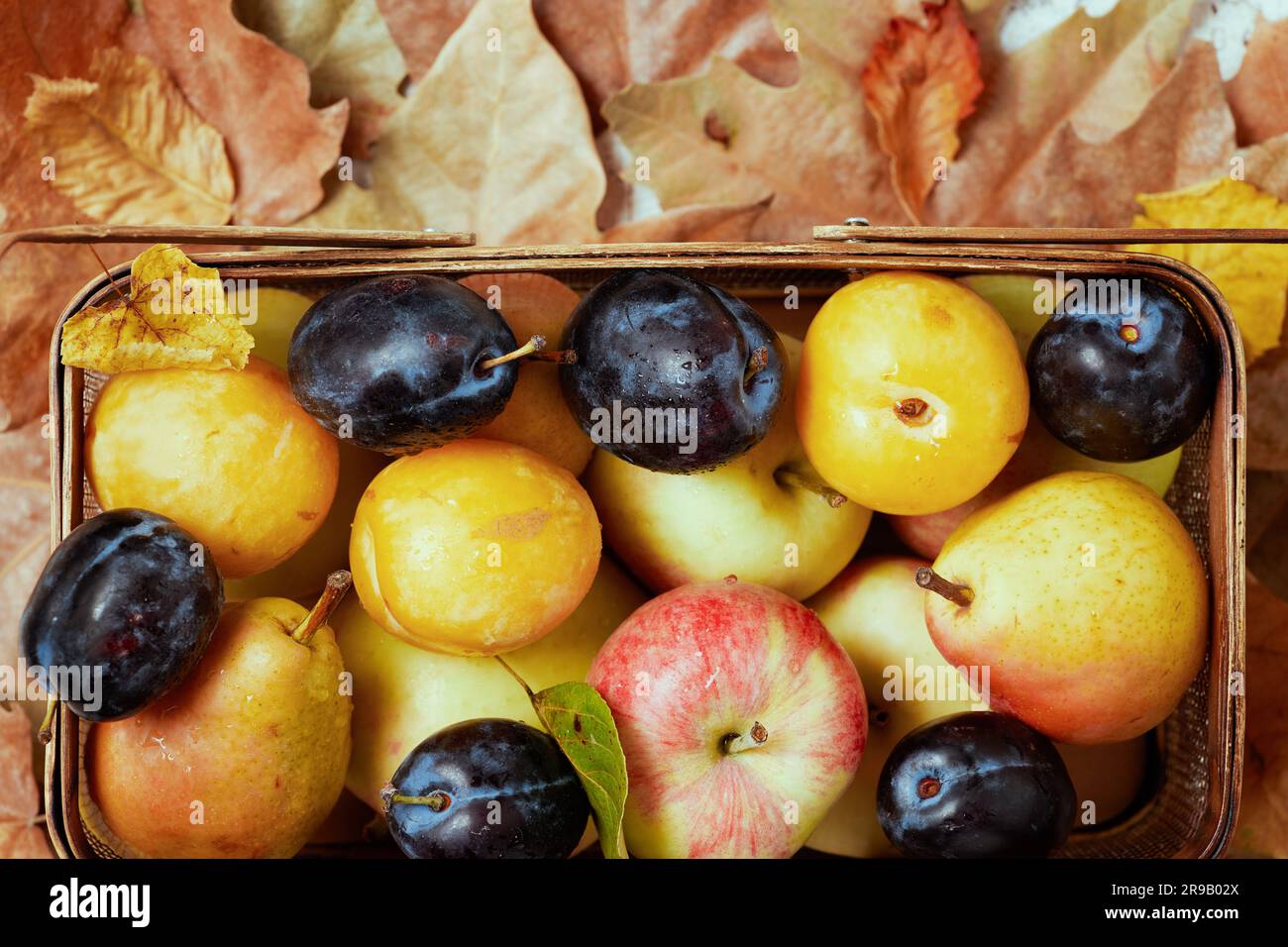 autumn flat lay with apples, pears, plums, leaves and basket Stock ...