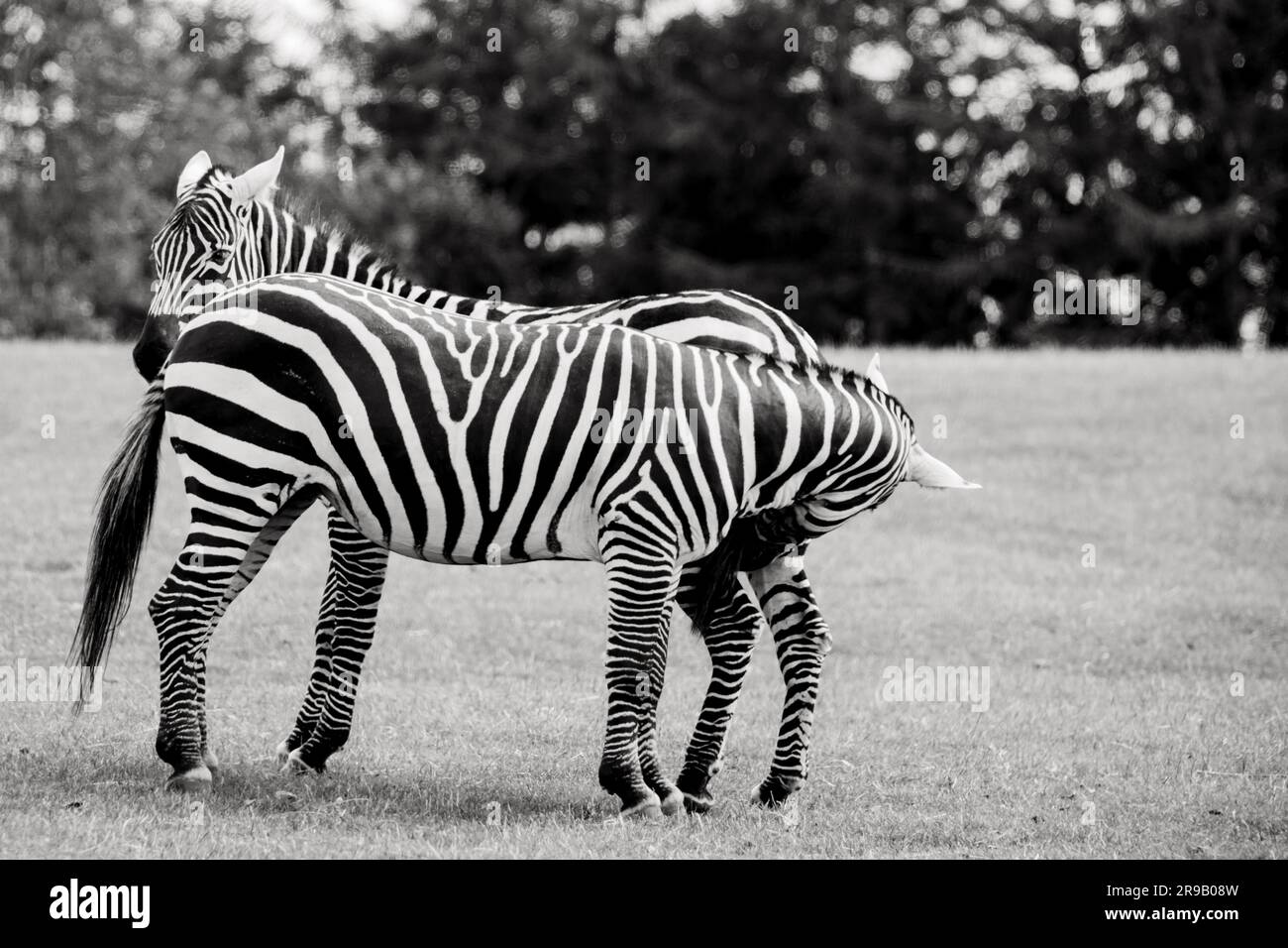 High resolution photo in best quality Stock Photo - Alamy