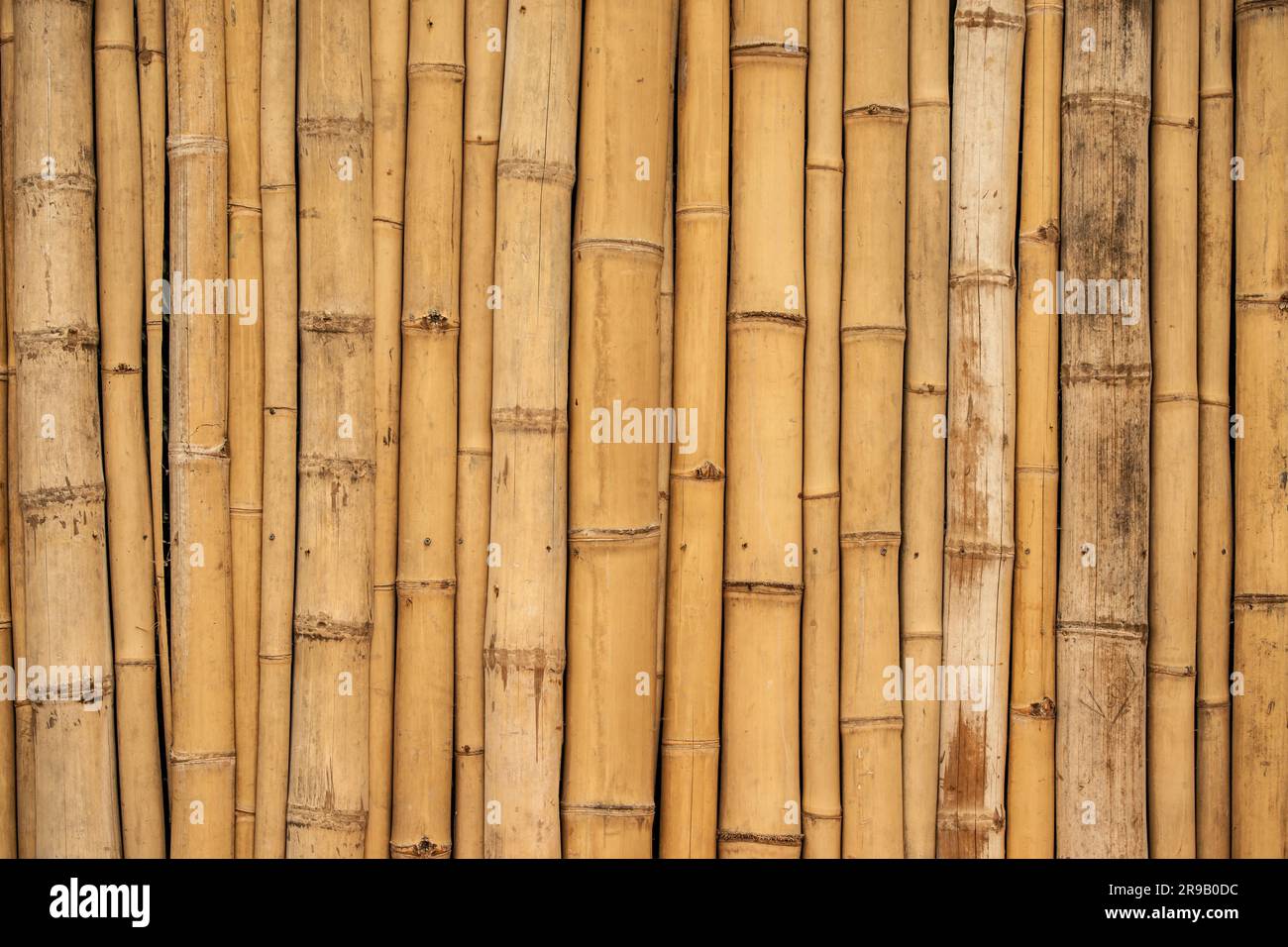 Asian Bamboo Background