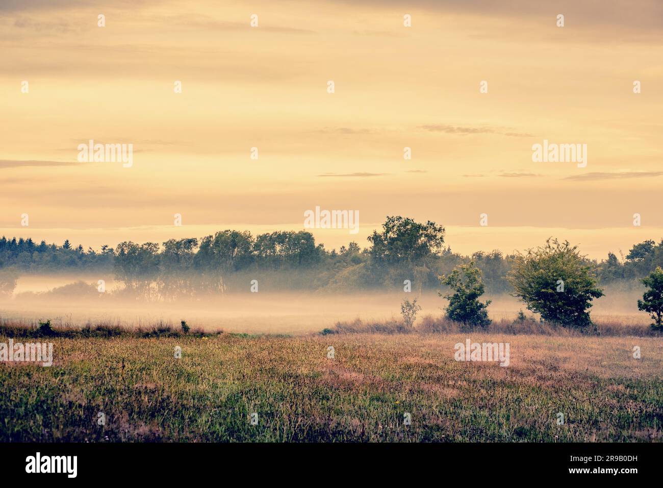 Misty meadow landscape with fields and trees Stock Photo - Alamy