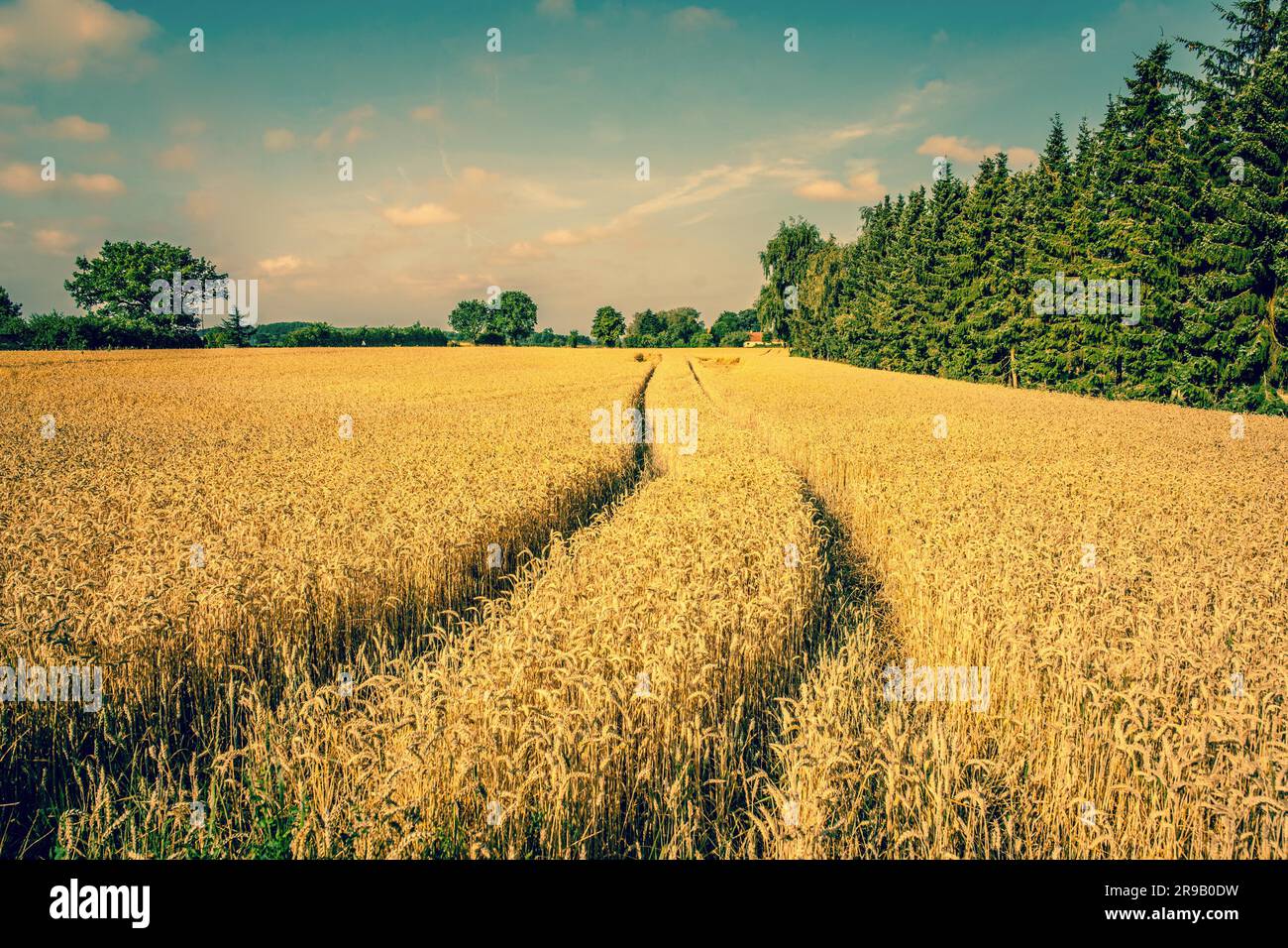 Golden crop field scenery with tire tracks Stock Photo - Alamy